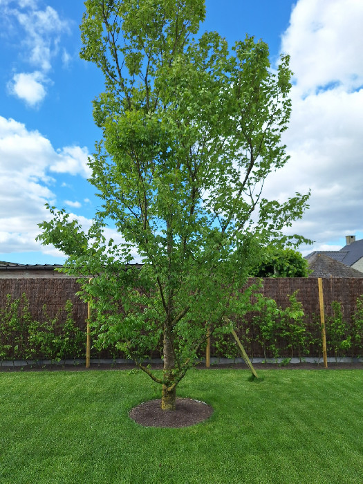 Unieke XXL-Bomen :: Bomencenter